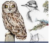 Kildare Young Readers Fesitval "Scavenger hunt and drawing workshop ...