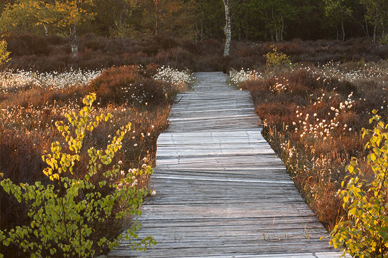 Killaun Bog Boardwalk - Creative Ireland Programme
