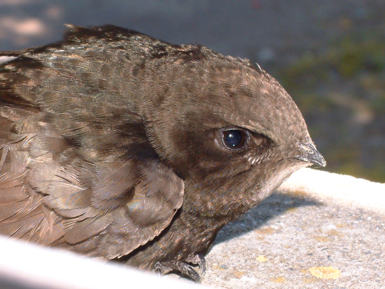 Swifts in the City - Creative Ireland Programme