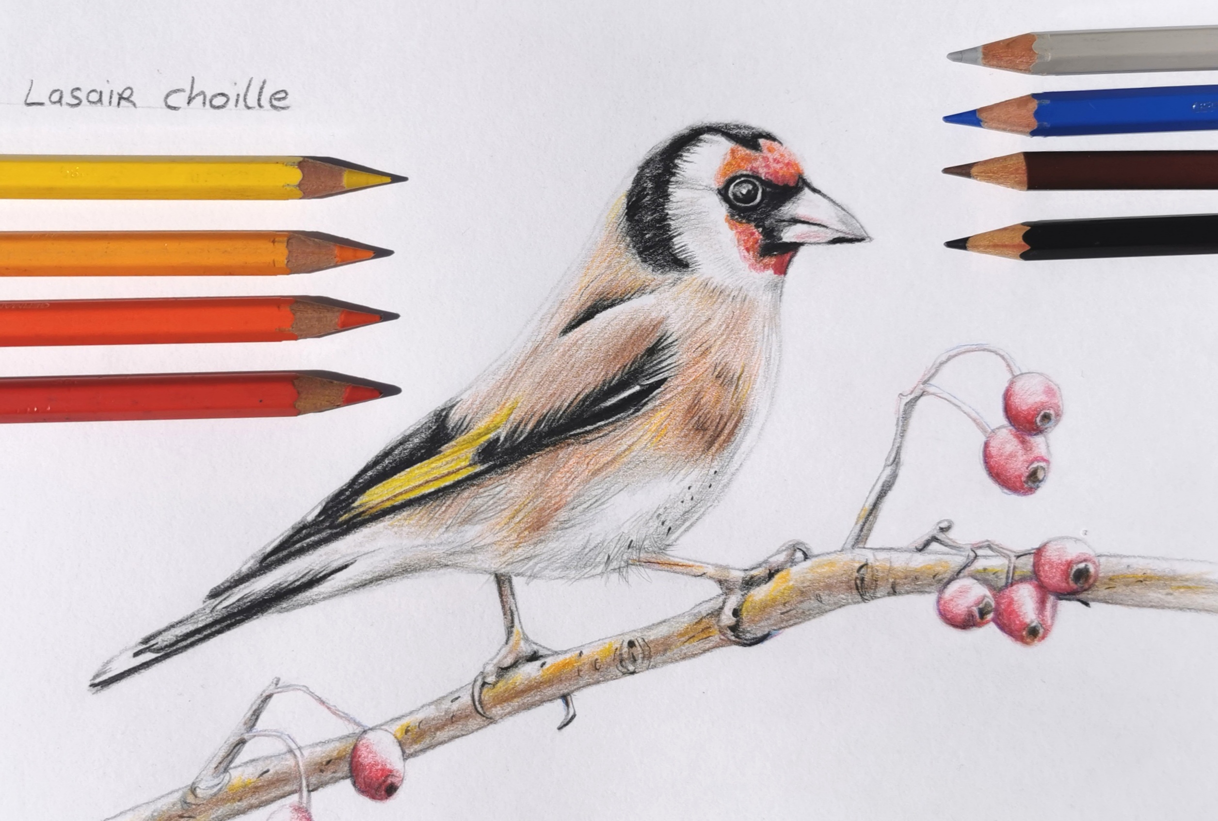Conas Éin an Chláir a Tharraingt / How-to-Draw Birds of Clare with ...