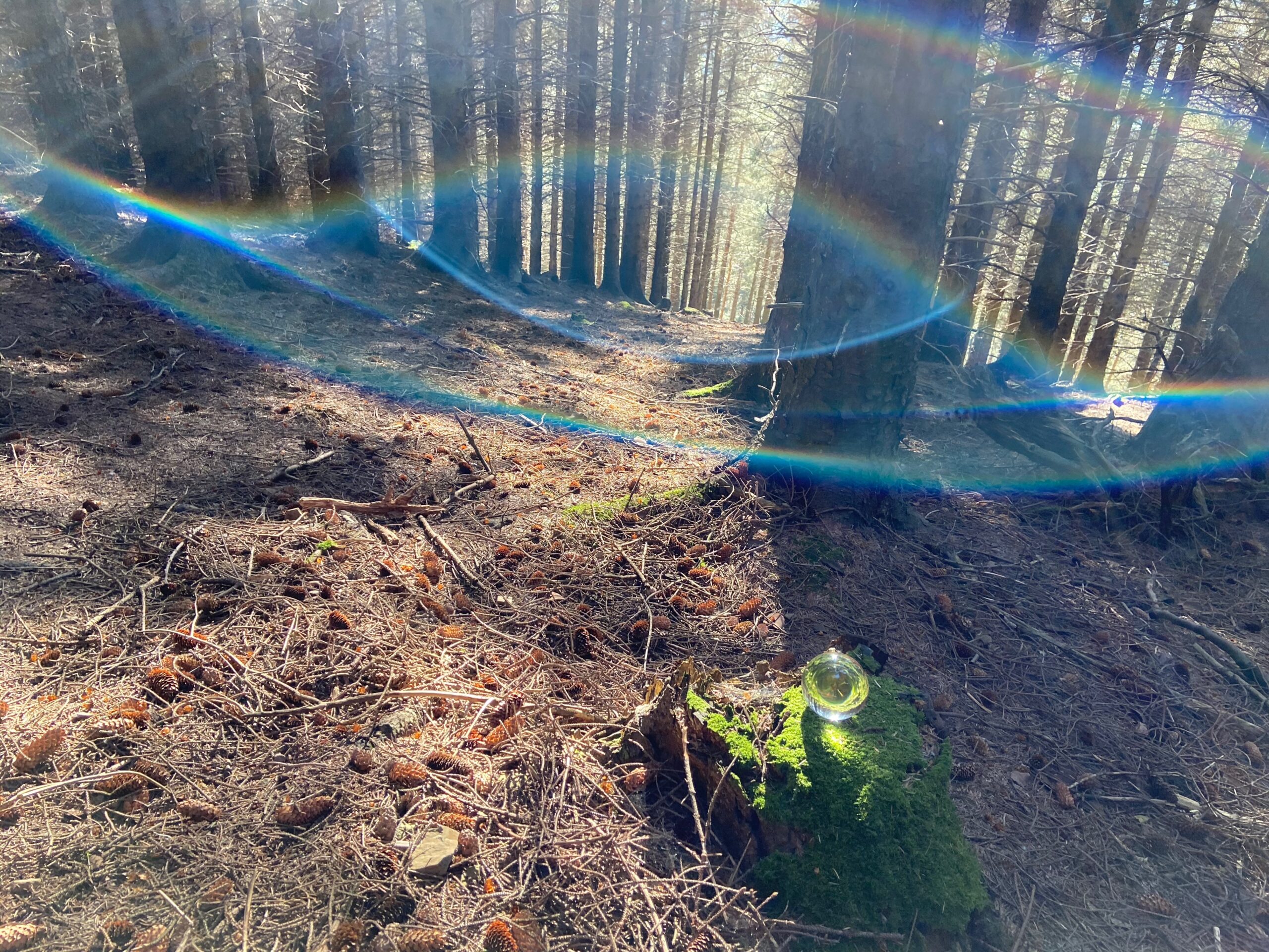 The Nature Project - Creative Ireland Programme