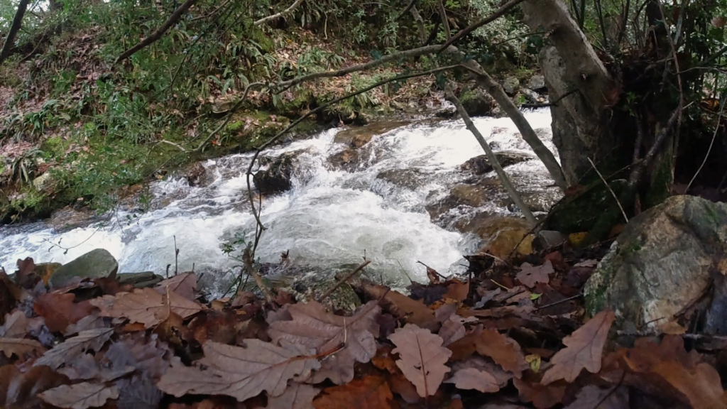 Avoca River II - Creative Ireland Programme