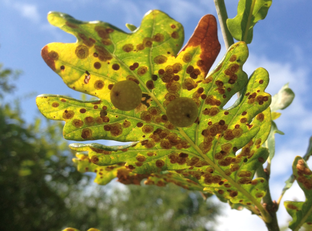 Six Irish Native Trees - Creative Ireland Programme