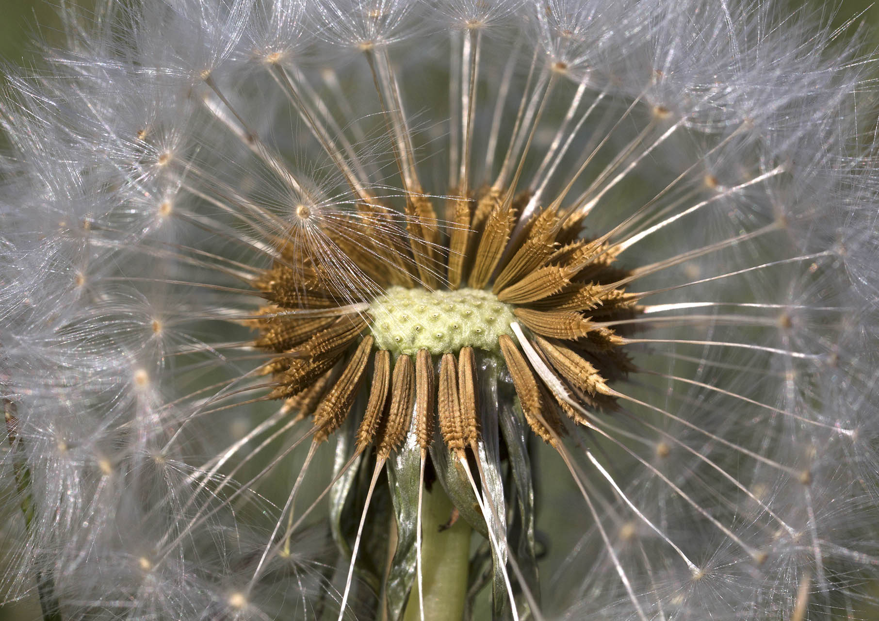 The Meadow - Birr Workhouse burial ground - Creative Ireland Programme