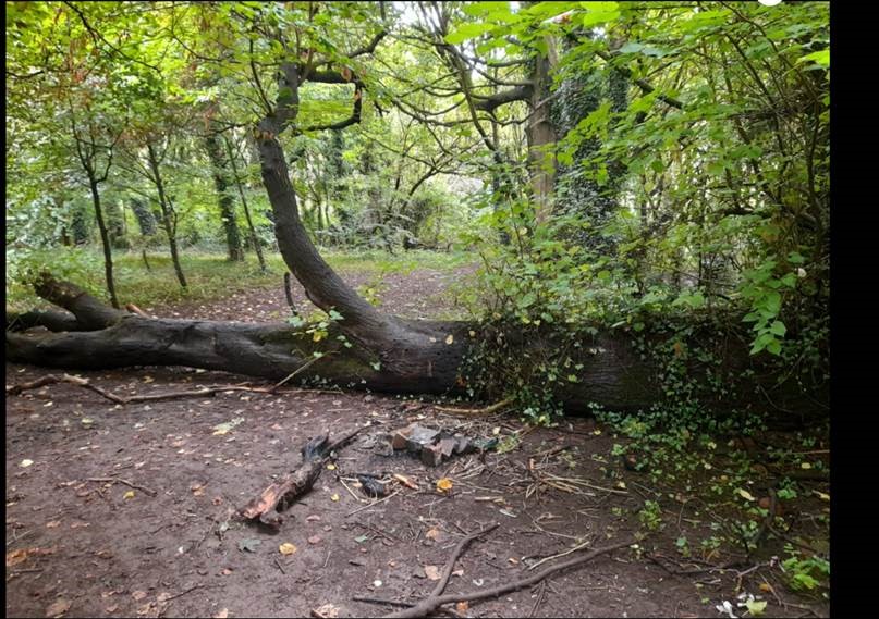 Baggot Estate Bee Sculpture - Creative Ireland Programme