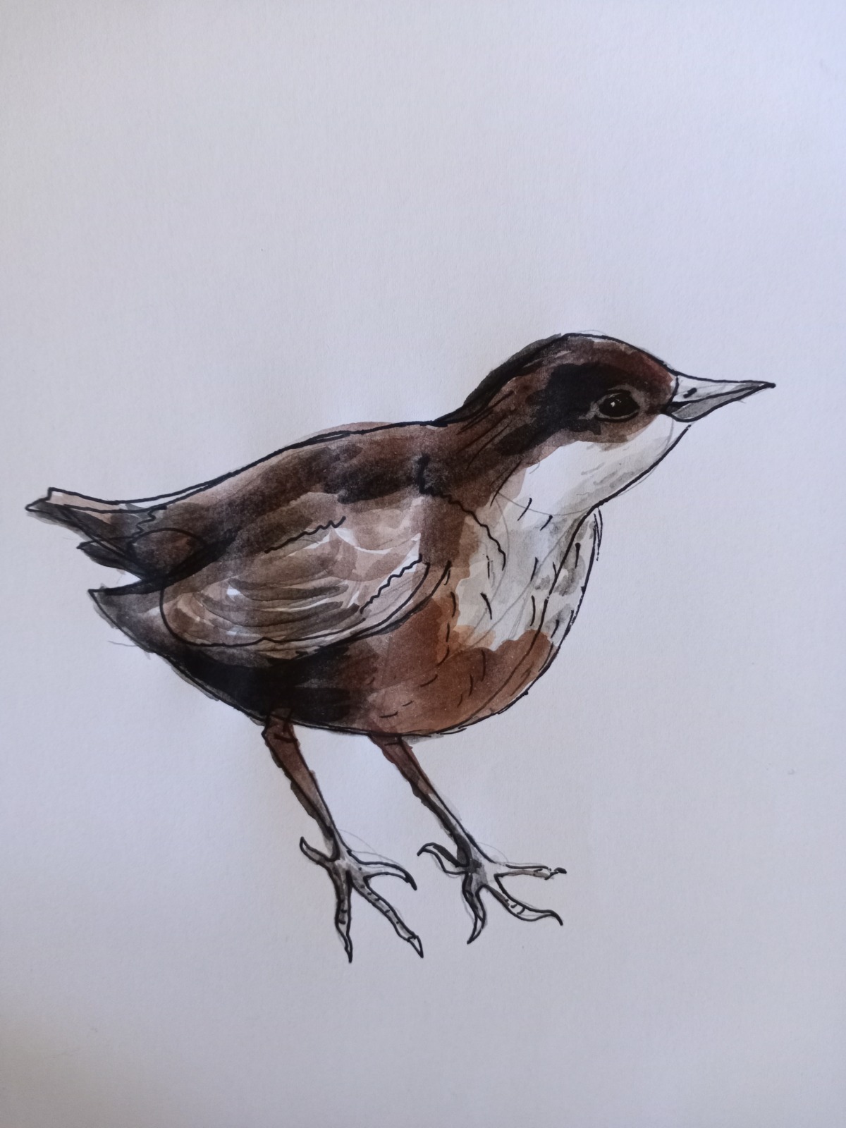 Birds of the Kerry Biosphere - Creative Ireland Programme