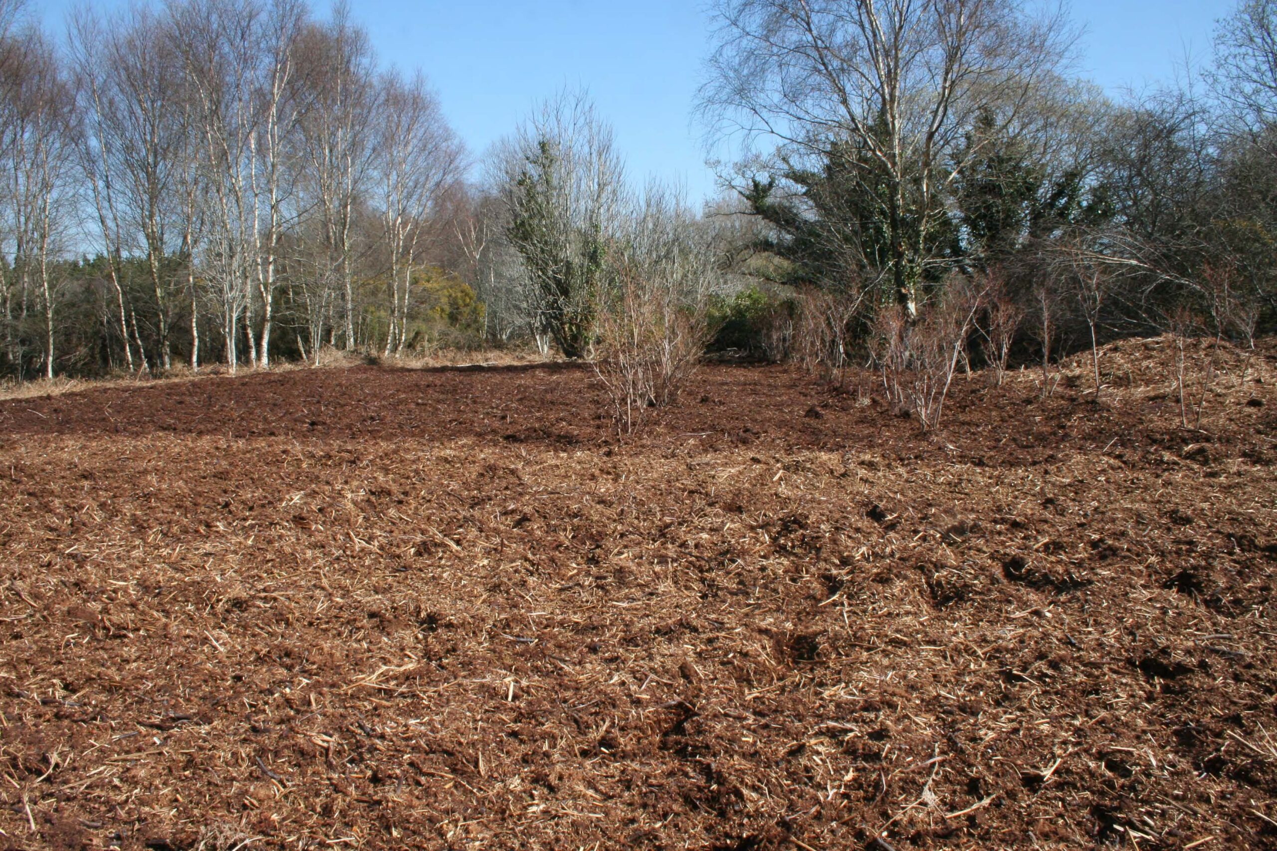 New Wilds - A Series of Workshops Exploring Lough Boora Bog - Creative ...