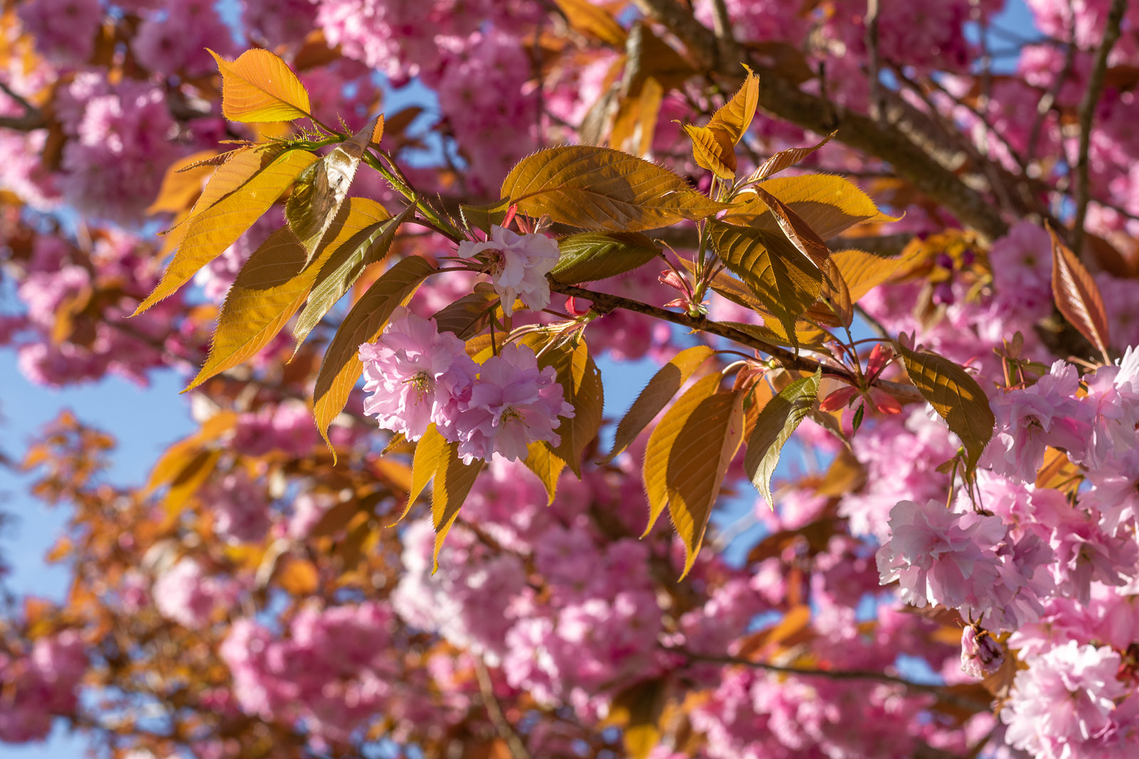 Tales of the Cherry Blossom Tree - Creative Ireland Programme